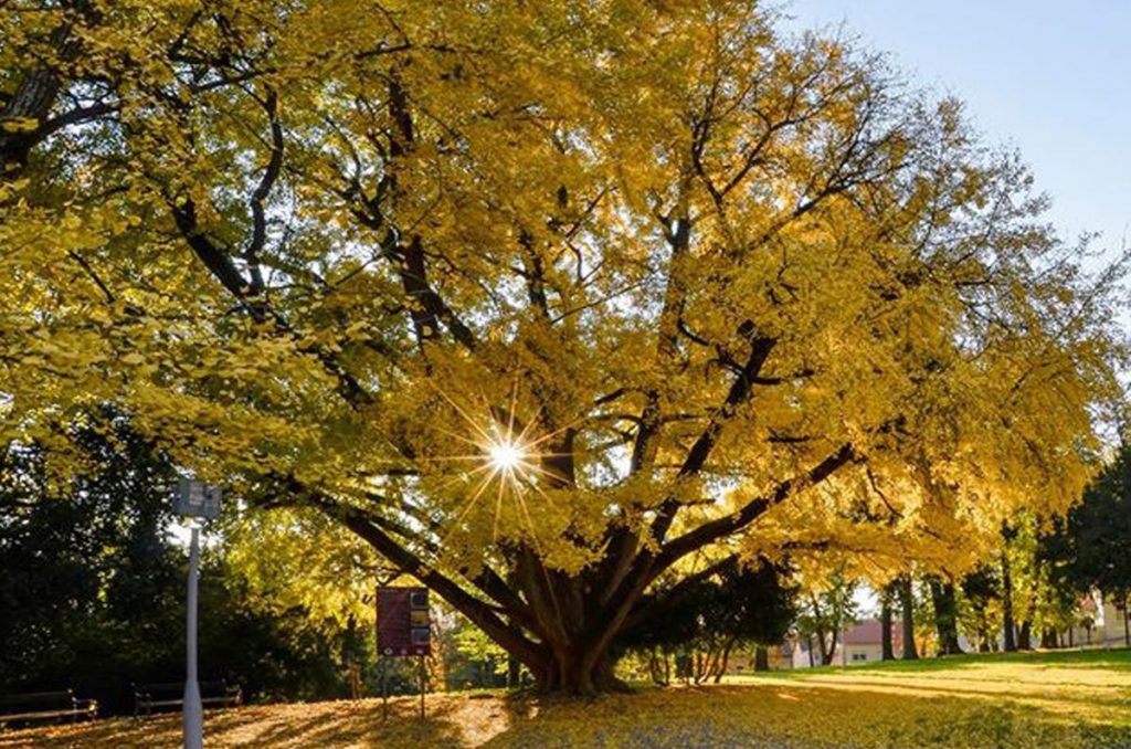 Daruvarski ”Zaljubljeni Ginko” za ”Najstariju Medulinku” – viahr